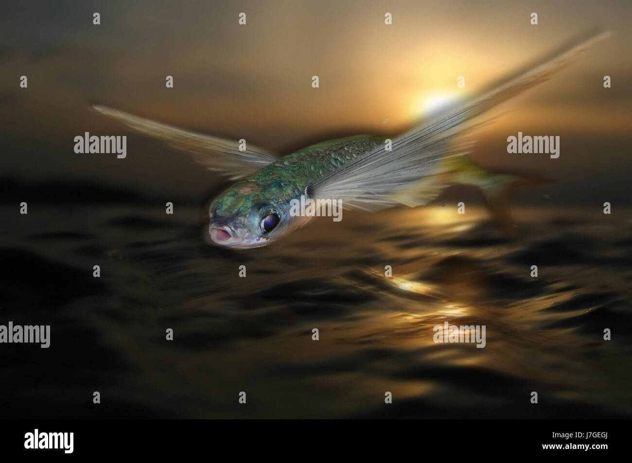 Flying Fish Are Beloniformes High Resolution Stock Photography and ...