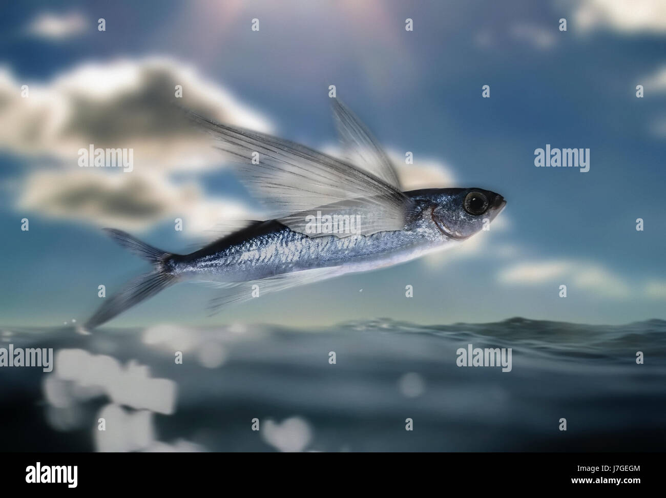 Flying Fish Are Beloniformes High Resolution Stock Photography and ...