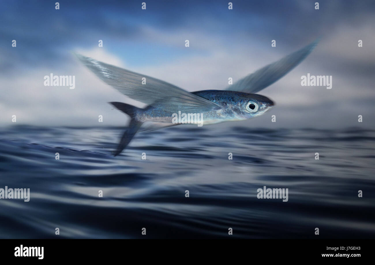 Flying Fish Are Beloniformes High Resolution Stock Photography and ...