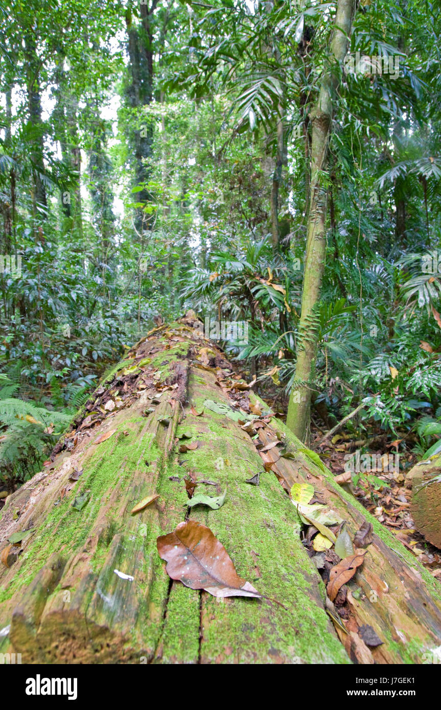 beautiful beauteously nice environment enviroment tree trees park ...