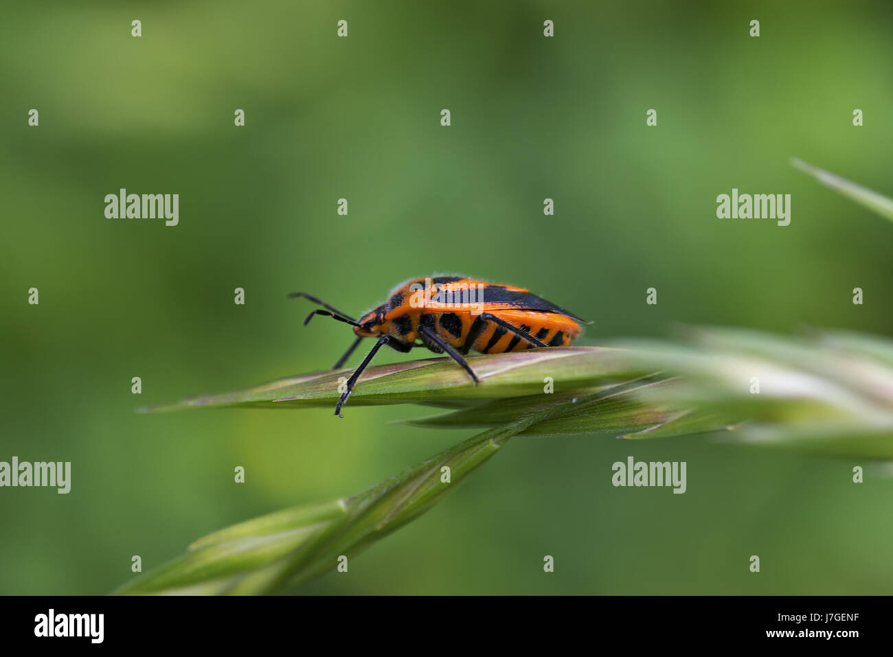 danger walk go going walking animal insect beetle photo camera end edge ...