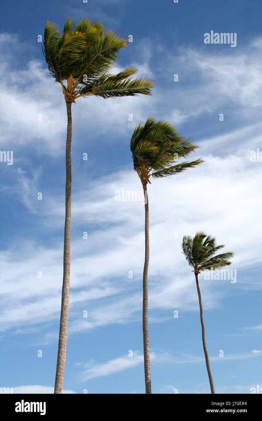 coconut isolated tree green palms branch palm tree three vertical ...