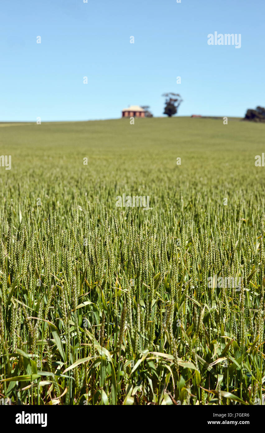 house building agriculture farming field ruins wheat farm country grow ...