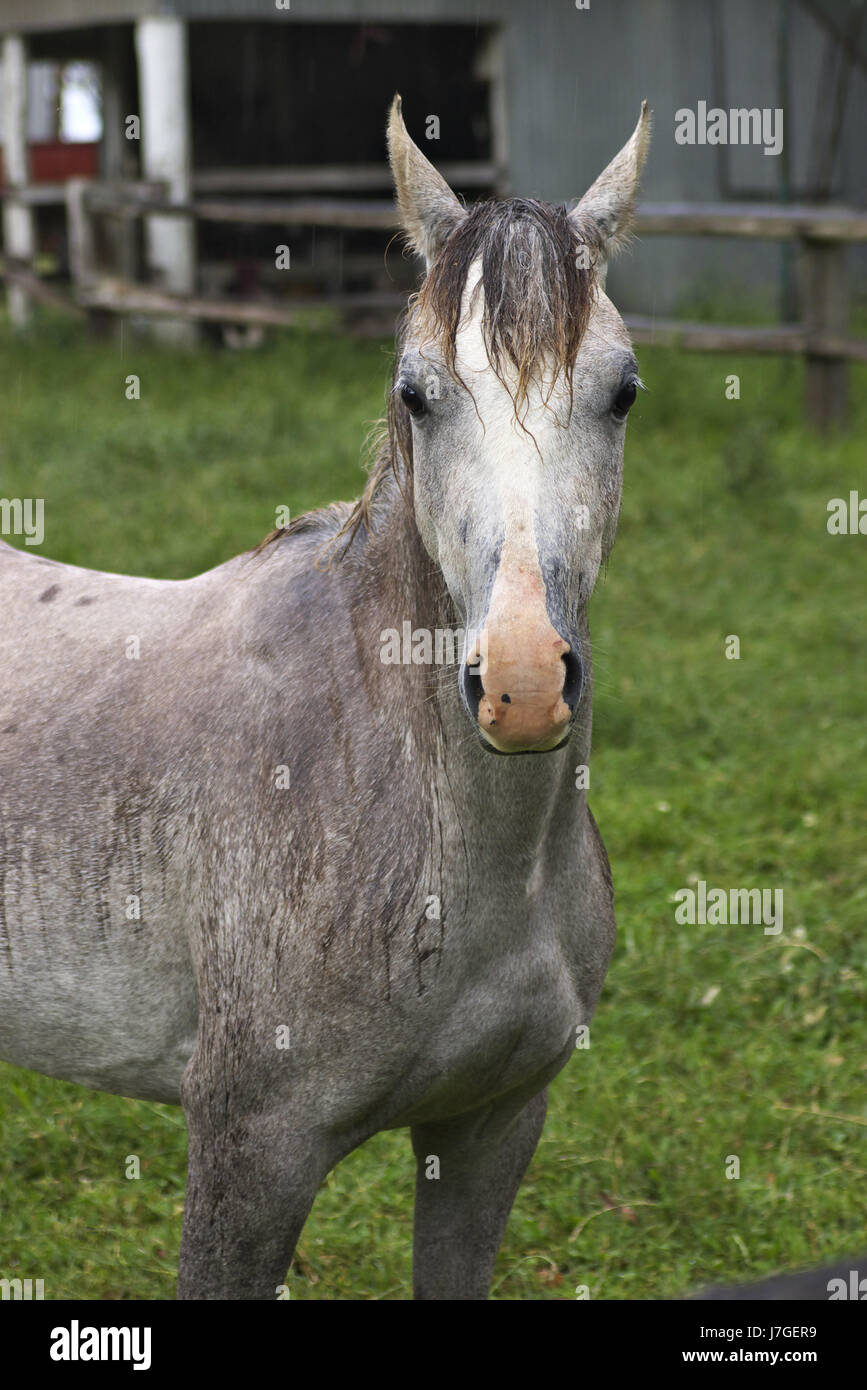 horse animal mangy photo camera wet nose neglect image picture copy ...