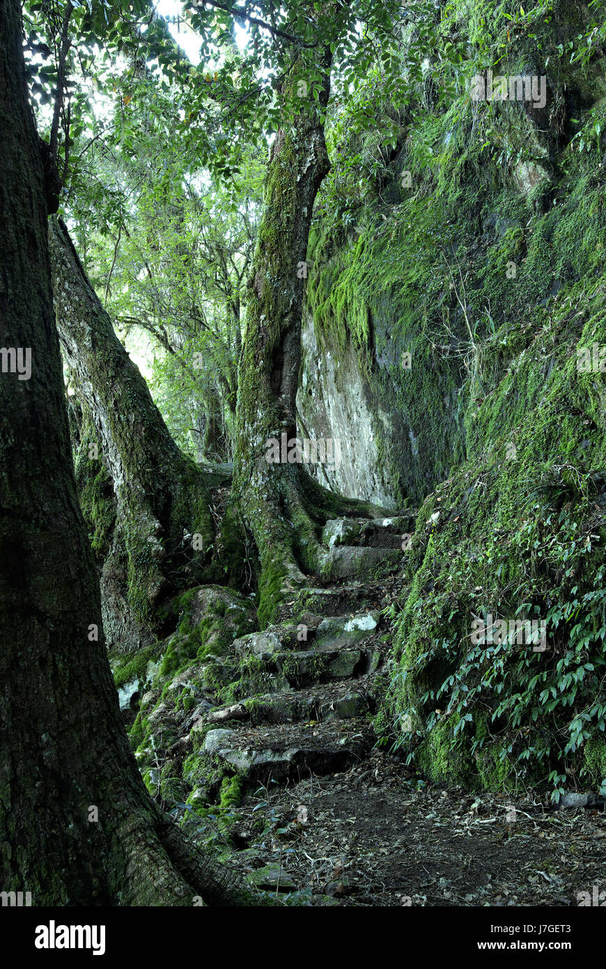 environment enviroment tree trees photo camera track footmark footprint ...