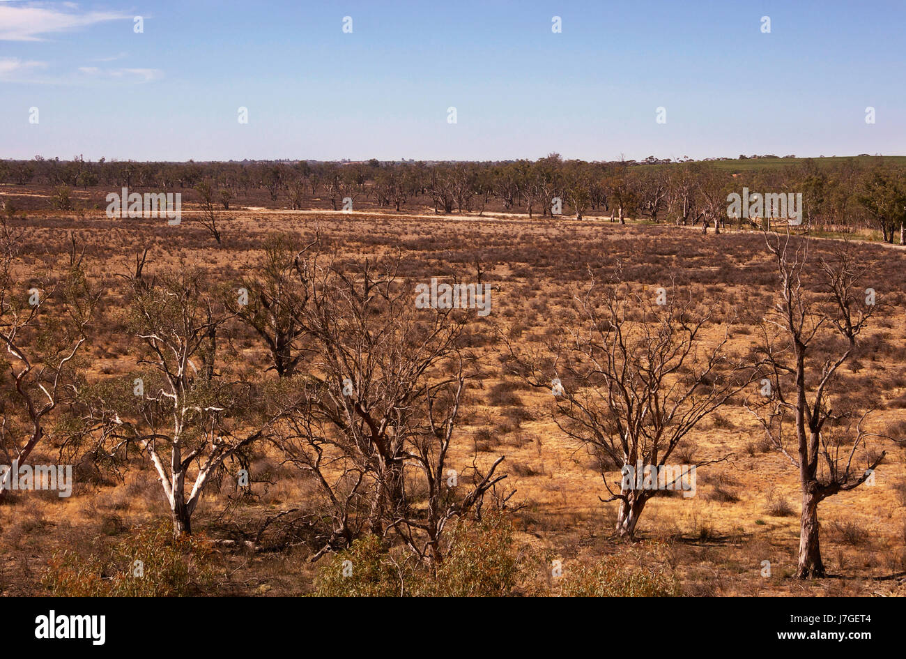 environment enviroment tree trees drought dry dried up barren hard farm ...