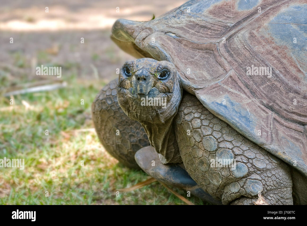 animal reptile look glancing see view looking peeking looking at lazy ...