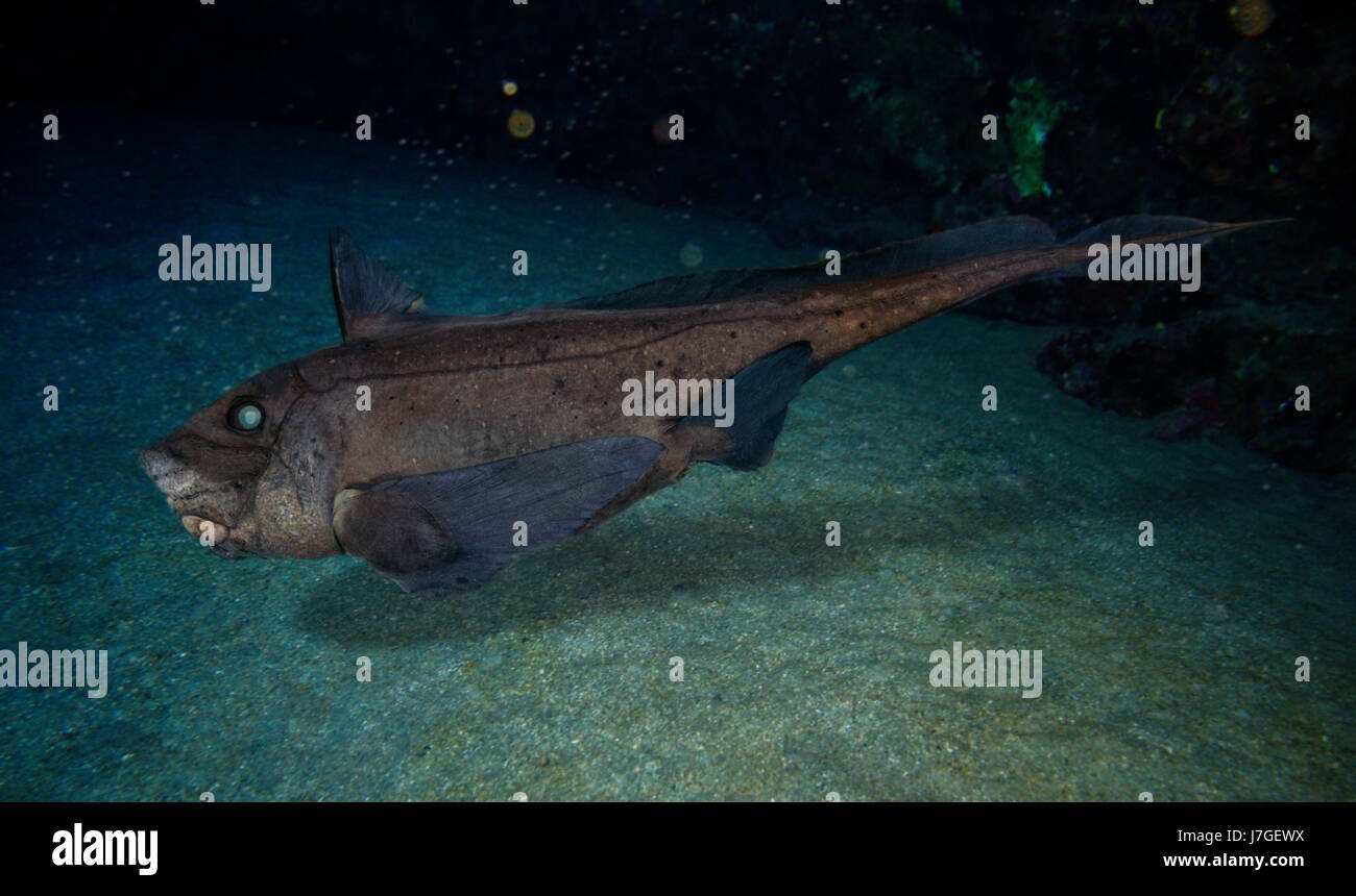 Holocephali High Resolution Stock Photography and Images - Alamy