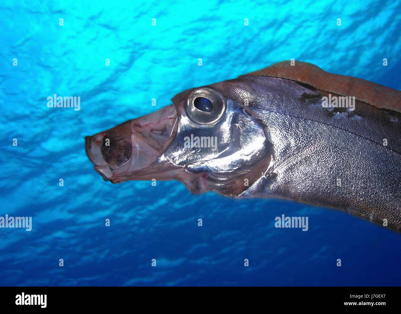 Trachipterus Stock Photos & Trachipterus Stock Images - Alamy