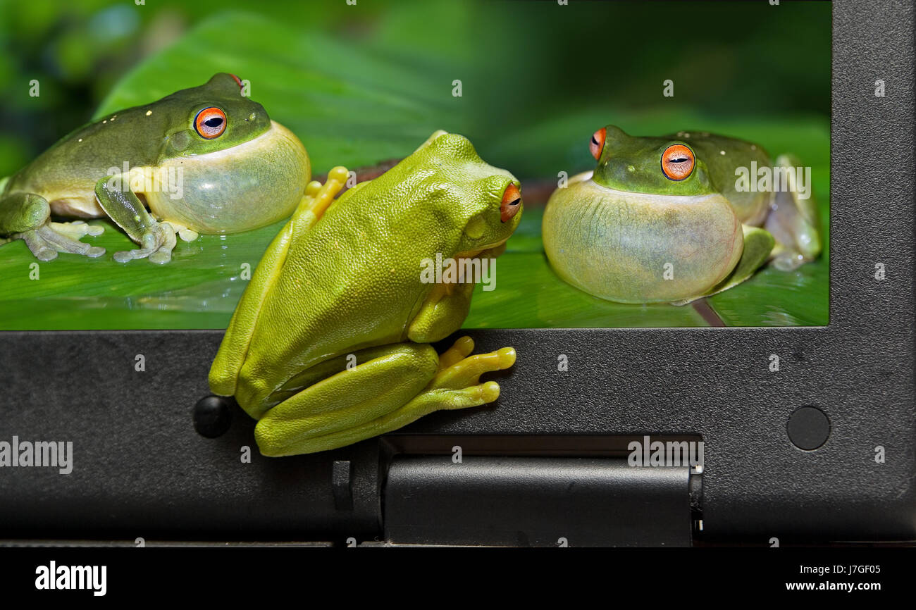 laptop notebook computers computer tree animal amphibian outside frog ...