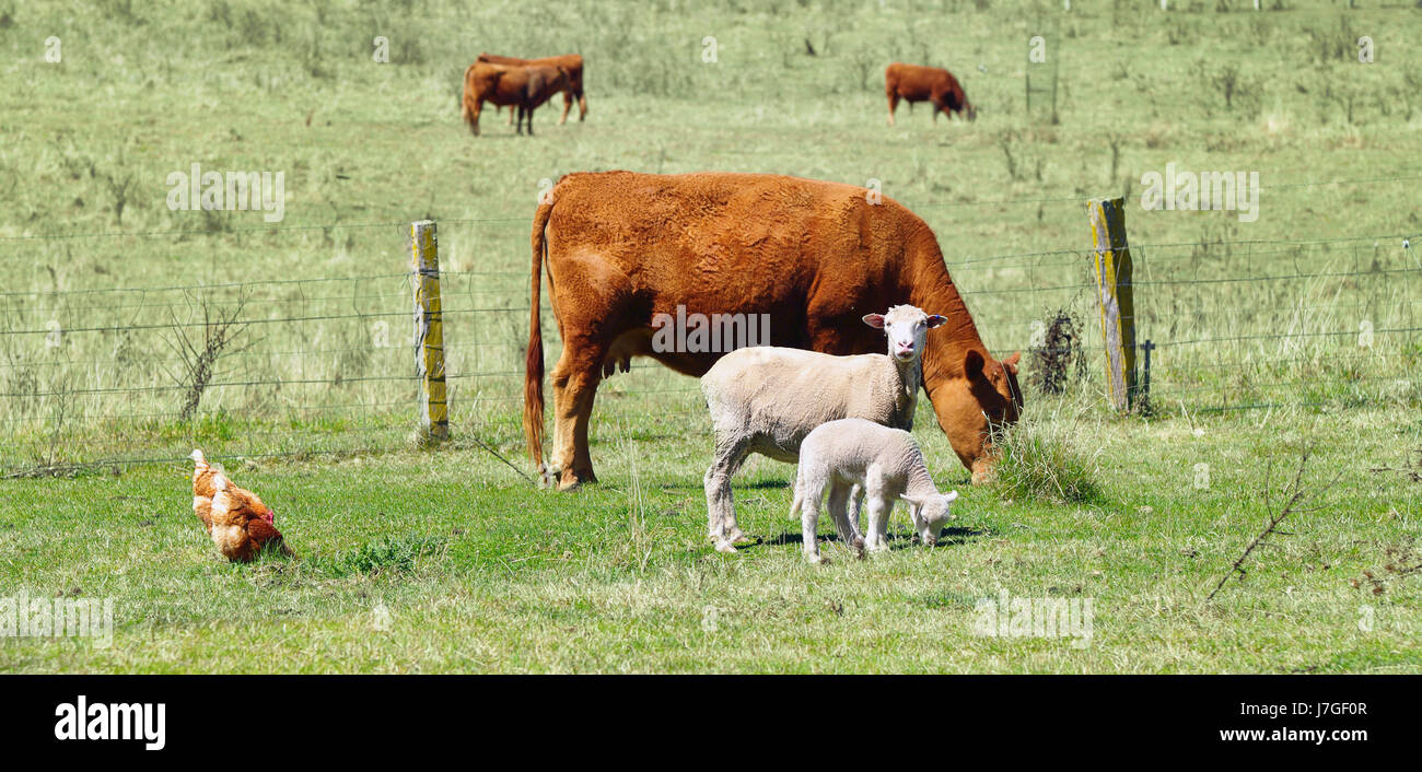 animal animals agriculture farming field sheep cow livestock farm ...