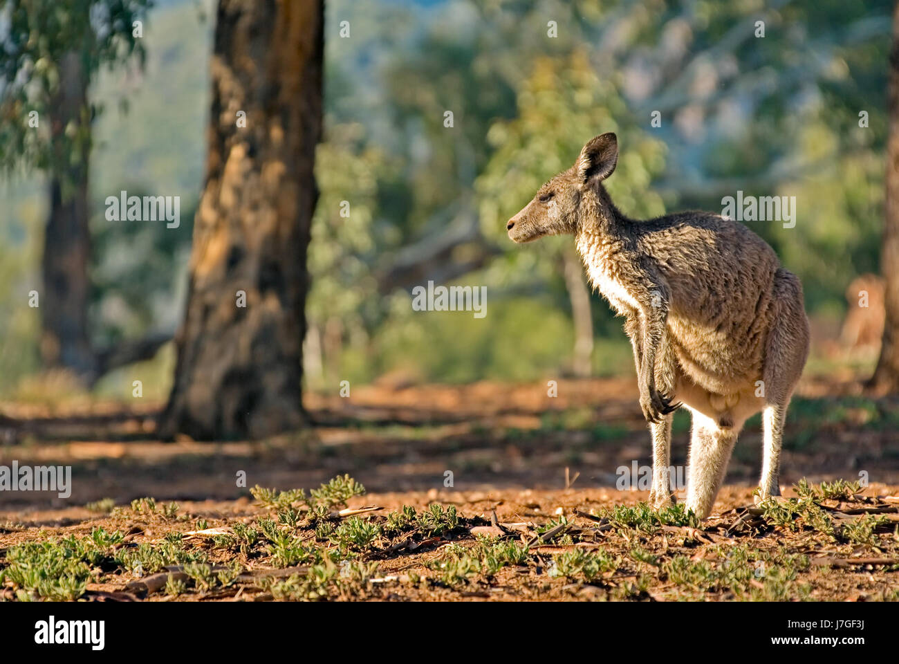 animal mammal fur look glancing see view looking peeking looking at ...