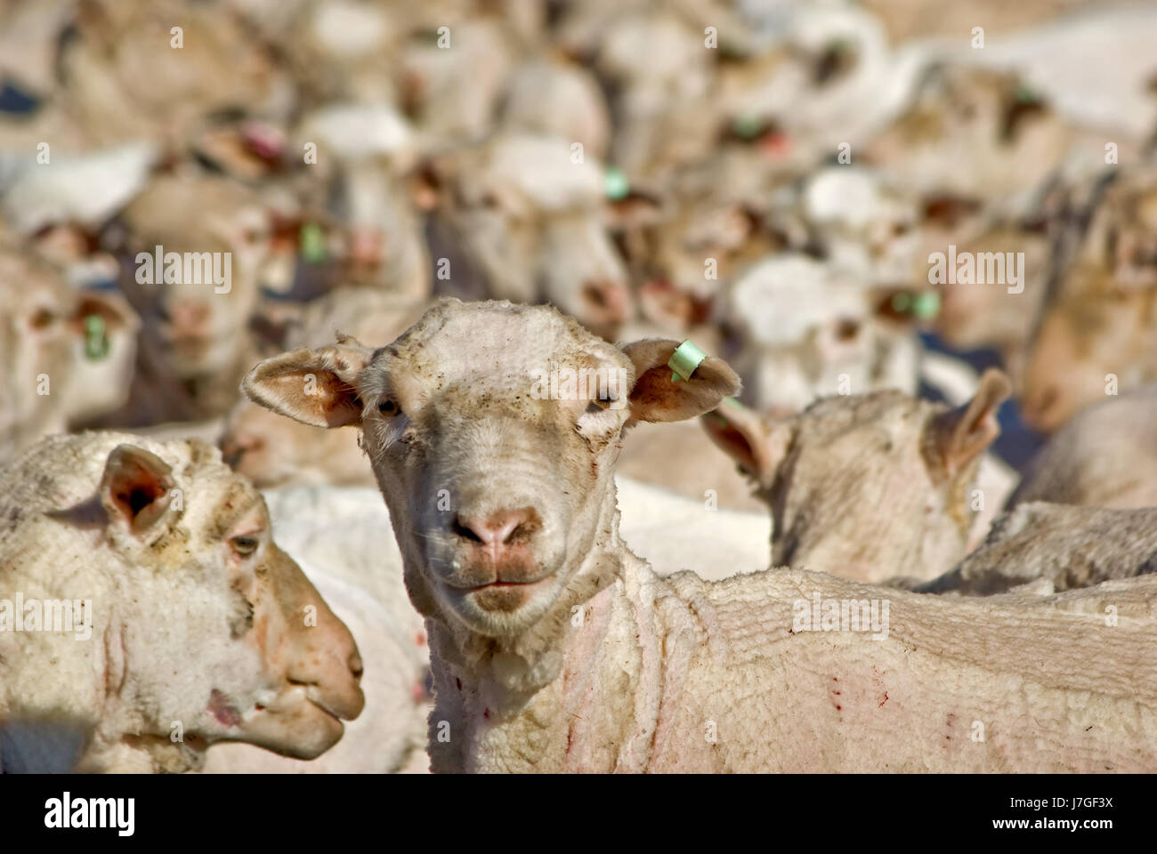 single agriculture farming look glancing see view looking peeking ...