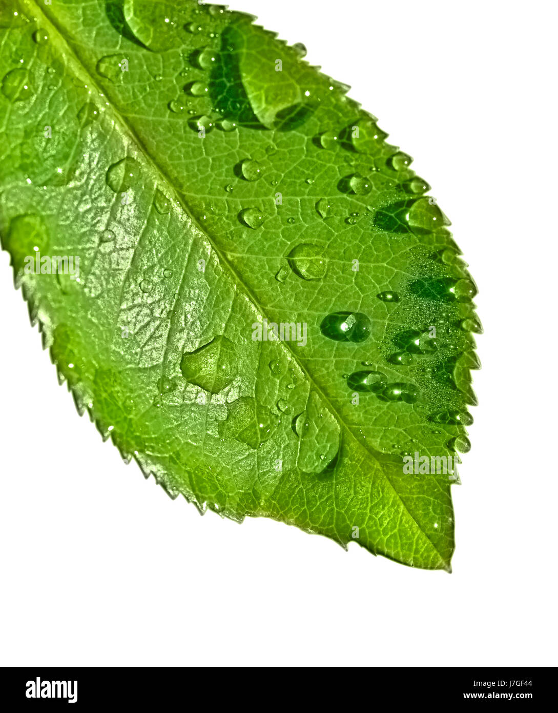 leaf isolated flora photo camera wet photograph clean picture image ...