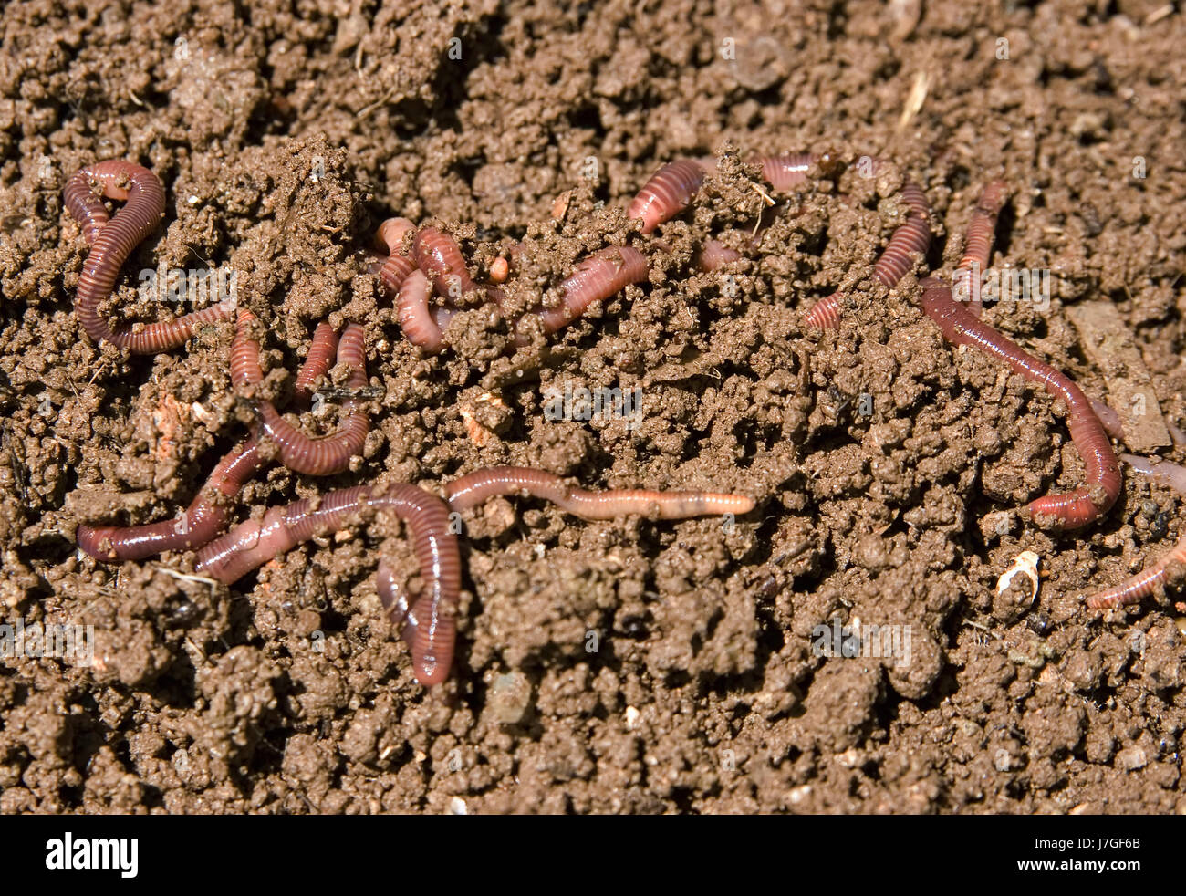 environment enviroment insect ground soil earth humus dirt compost ...