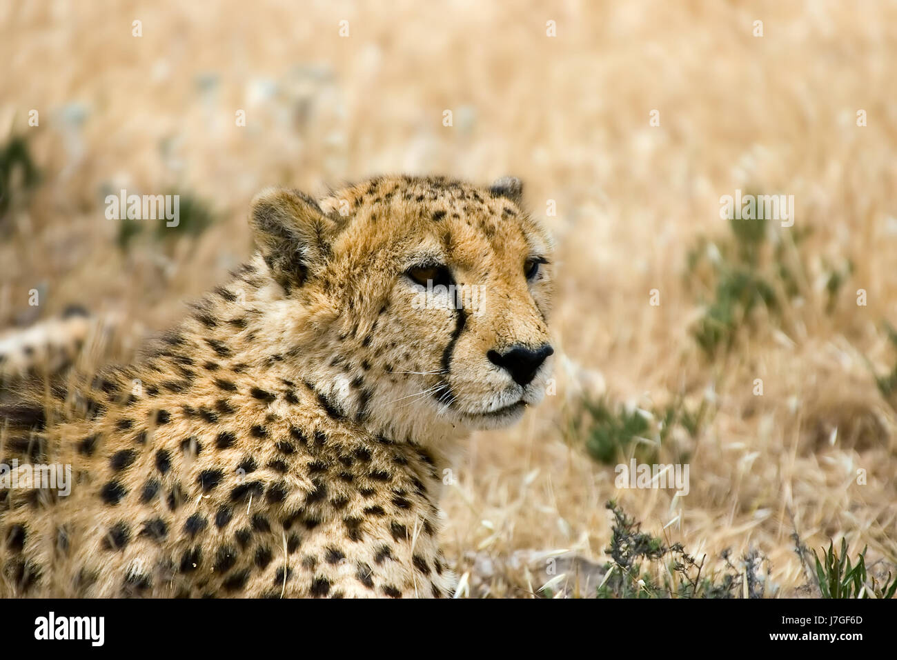 big large enormous extreme powerful imposing immense relevant animal ...