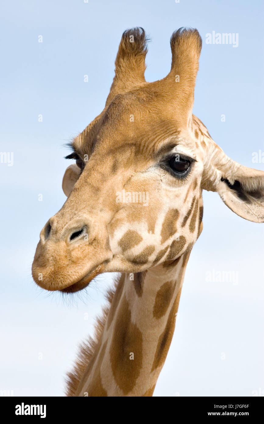 close animal photo camera African safari level giraffe eye high spot ...