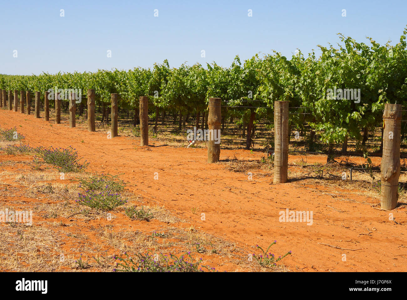 horizon leaves agriculture farming wine grapes vines photo camera farm ...