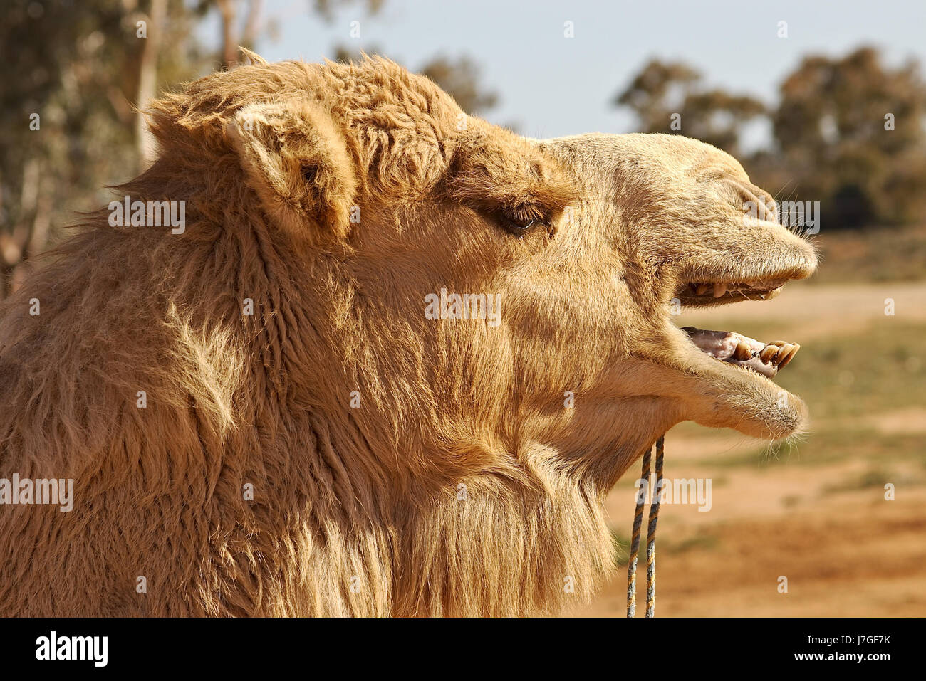 close detail big large enormous extreme powerful imposing immense ...
