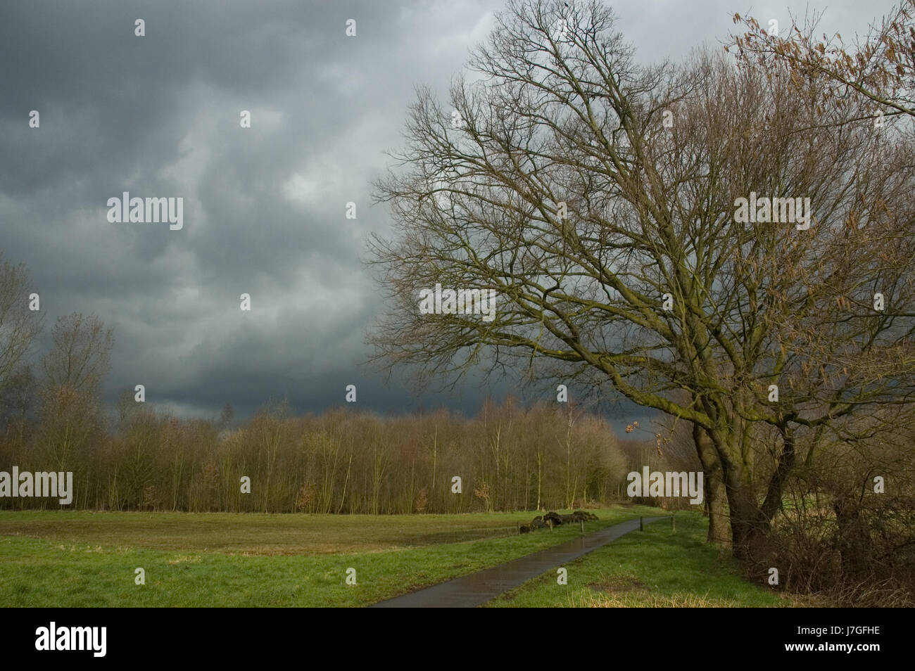 tree field branch dramatic thunderstorm thundreous woods weather dark ...