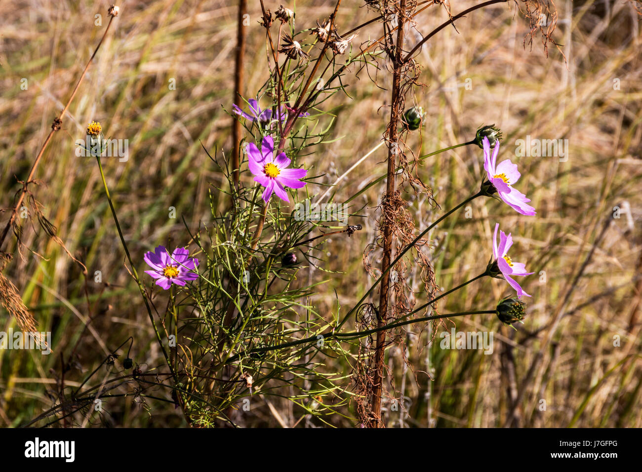 Cosmos south africa hi-res stock photography and images - Alamy