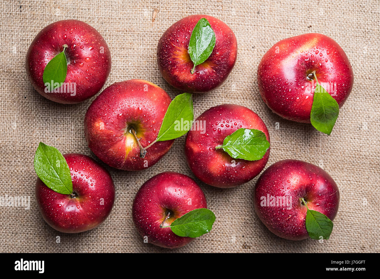 Wet shiny leaves hi-res stock photography and images - Alamy