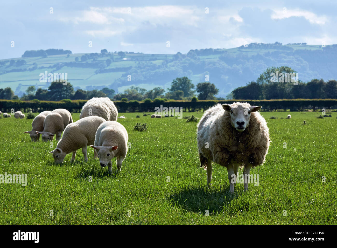 Welsh sheep hi-res stock photography and images - Alamy