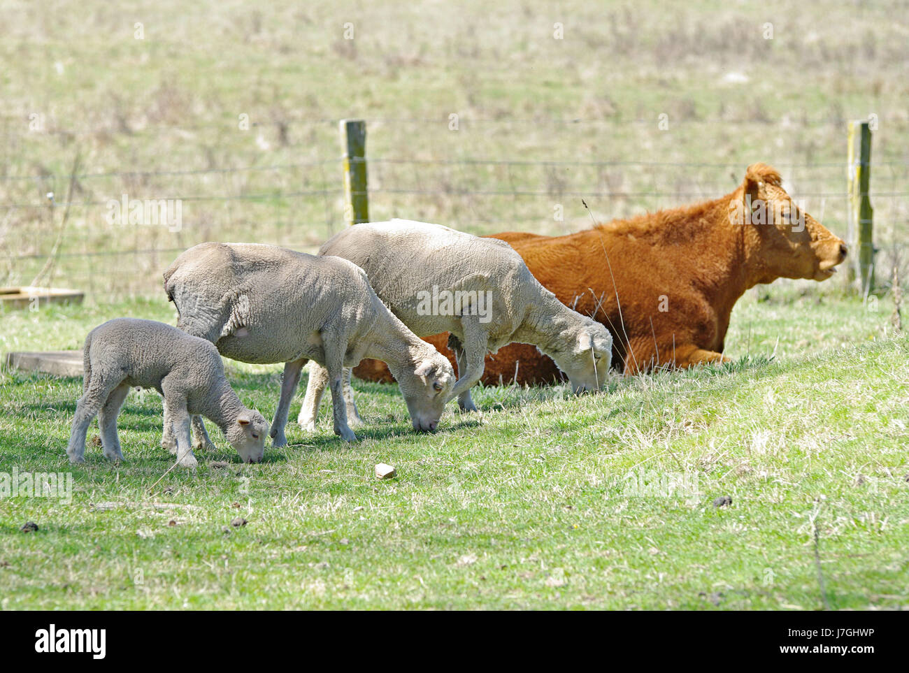 animal animals agriculture farming field sheep out cow livestock farm ...