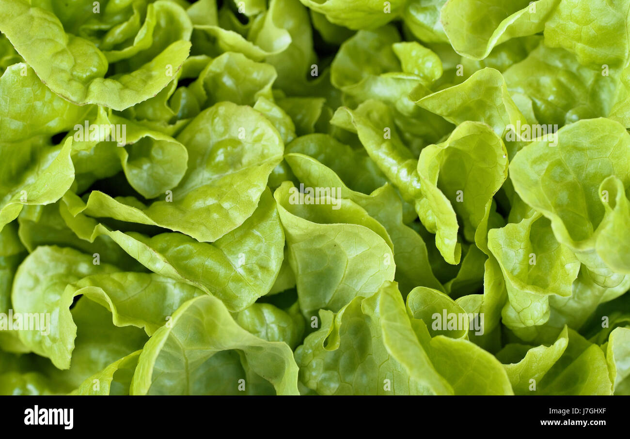 leaf leaves vegetable lettuce salad backdrop background fresh foliage ...