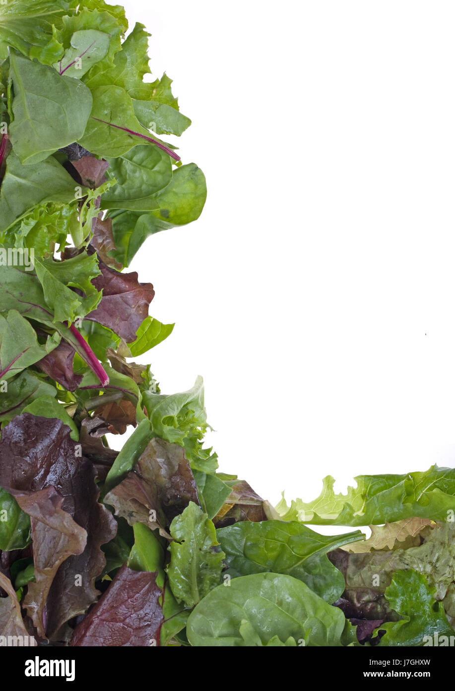 leaf isolated leaves vegetable lettuce salad backdrop background white ...