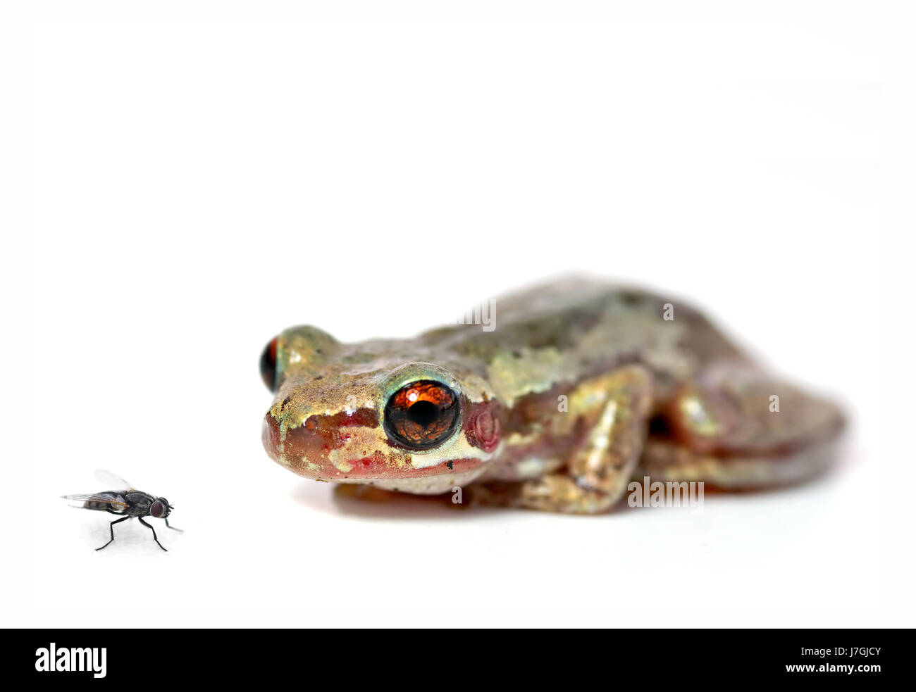 isolated tree animal insect eyes crouch look glancing see view looking ...