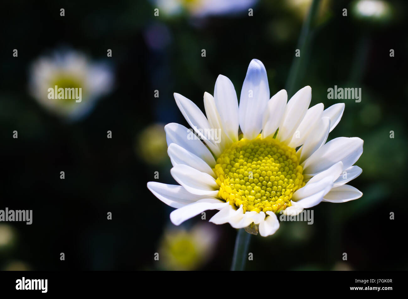 Little daisy hi-res stock photography and images - Alamy