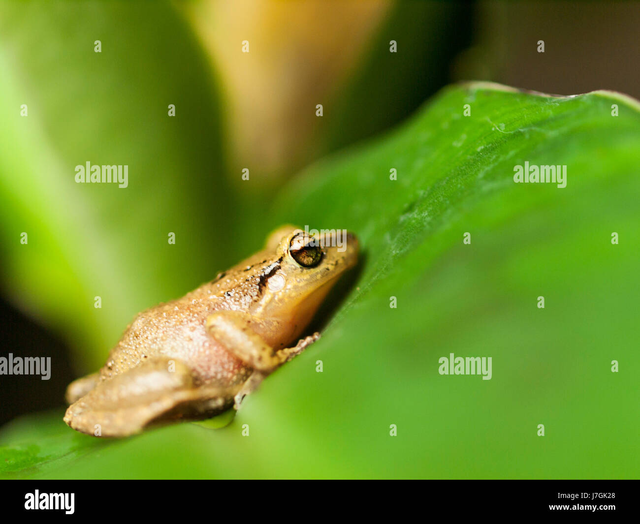 Common Tree Frog on the leaf - Hyla leucomystax Stock Photo - Alamy