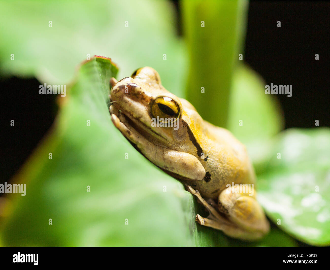Common southeast asian tree frog hi-res stock photography and images ...