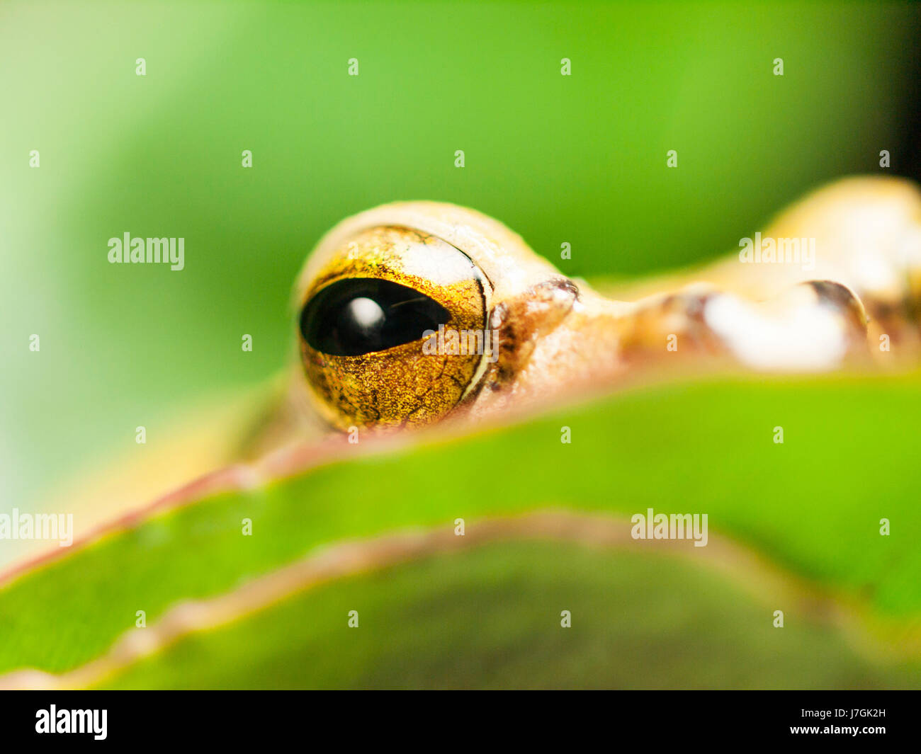 Asian tree frog hi-res stock photography and images - Alamy
