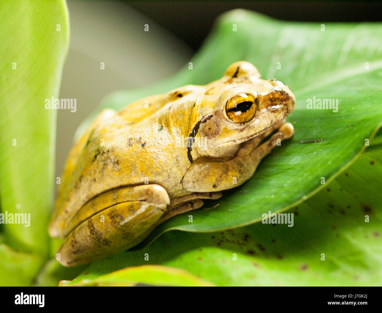 Common southeast asian tree frog hi-res stock photography and images ...