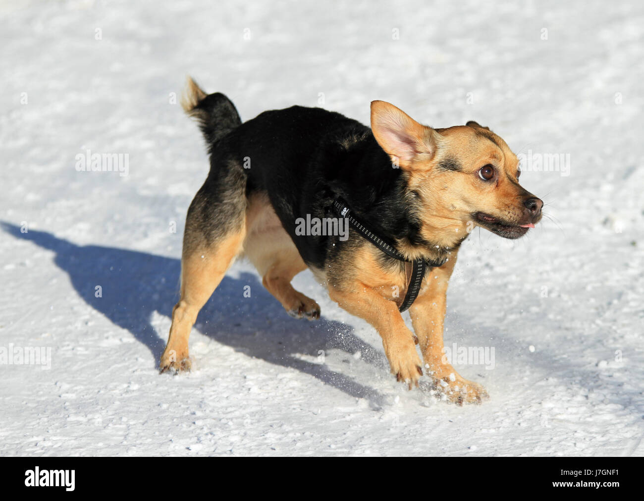 lie lying lies skin dog dogs square paws snow friends walk go going ...
