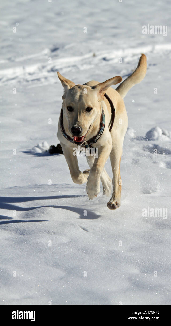 pet dog dogs snow labrador more retriever shine shines bright lucent ...
