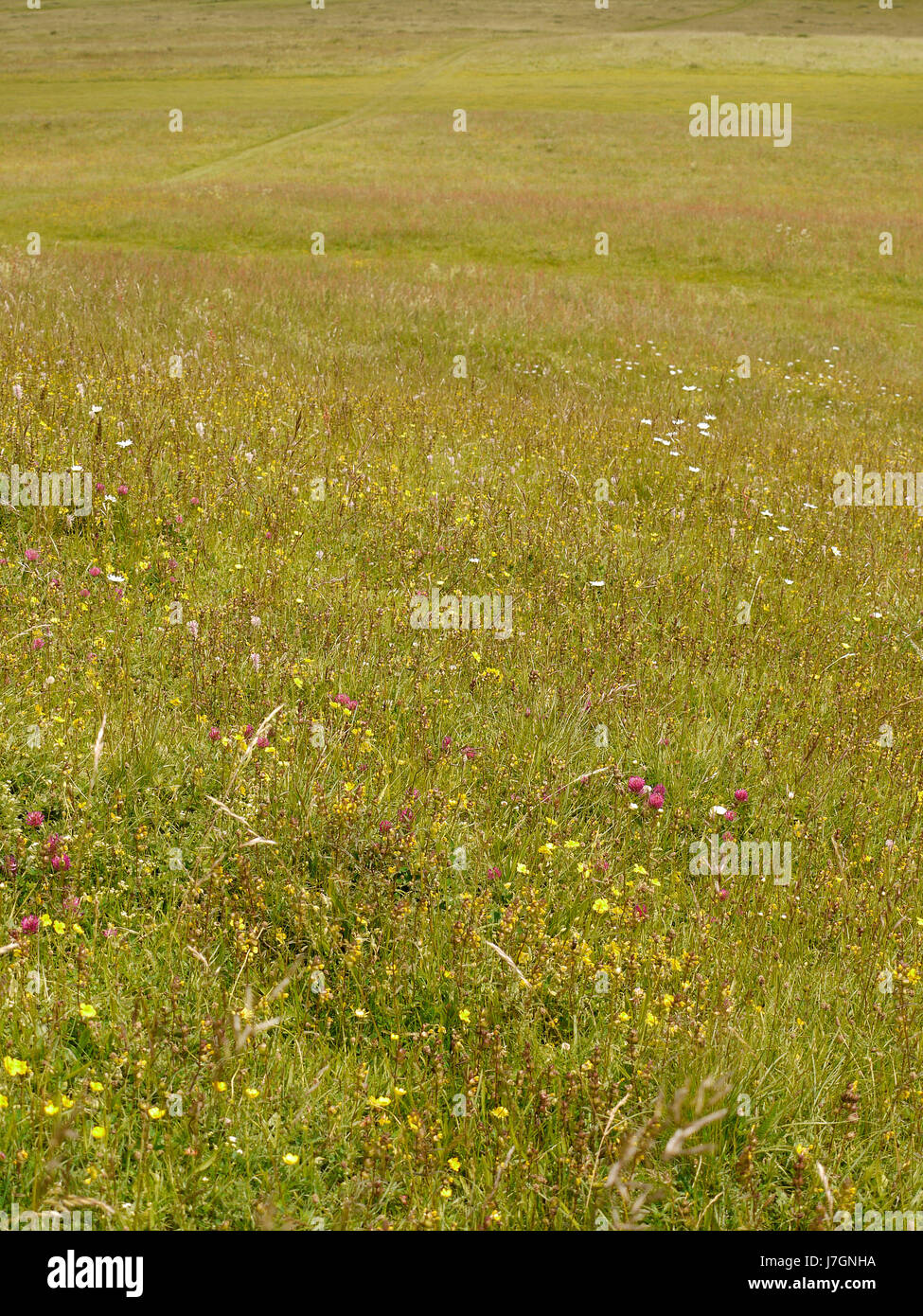 green summer summerly idyll meadow scenery countryside nature grass ...