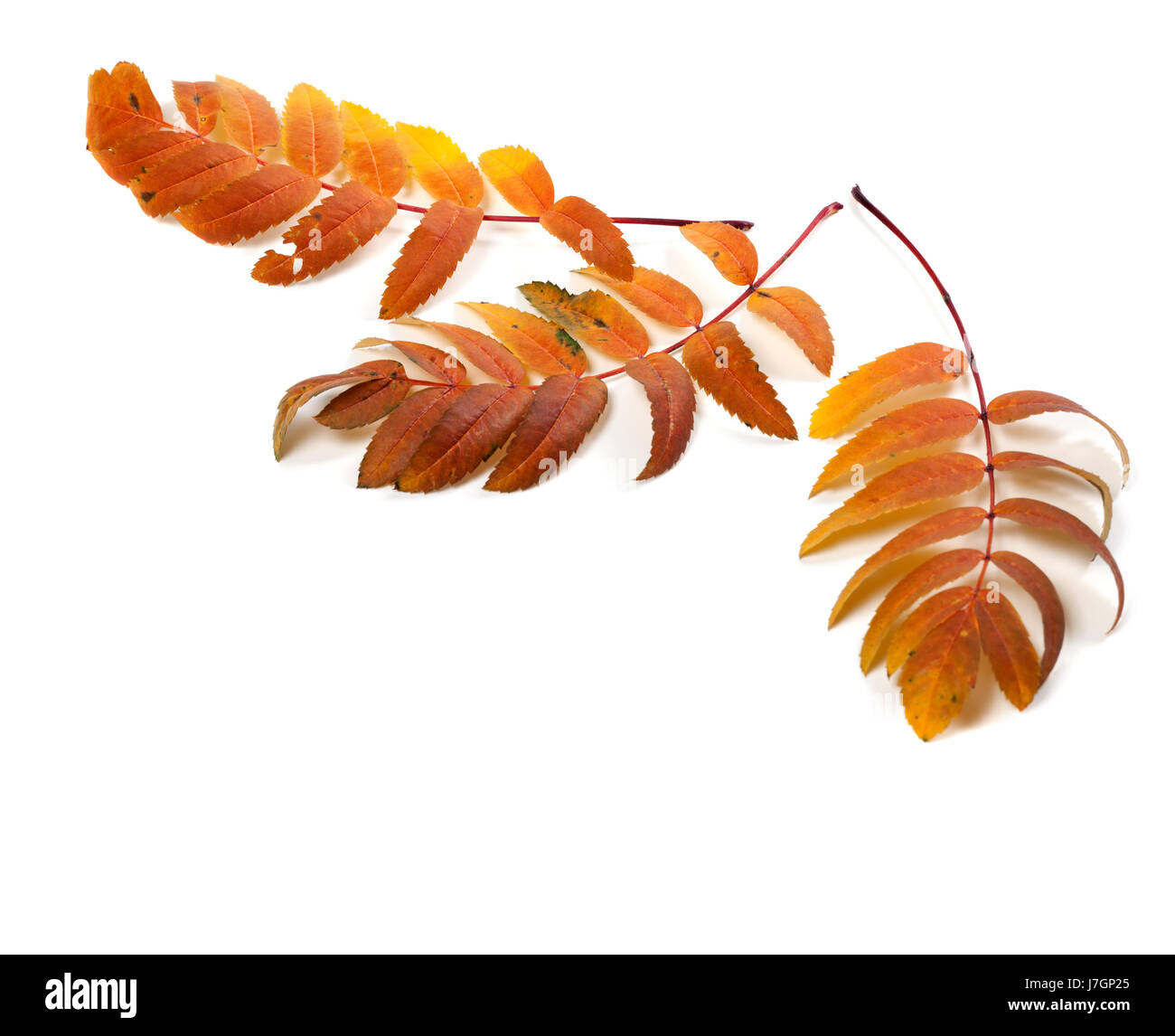 Three autumnal rowan leaves. Isolated on white background with copy ...