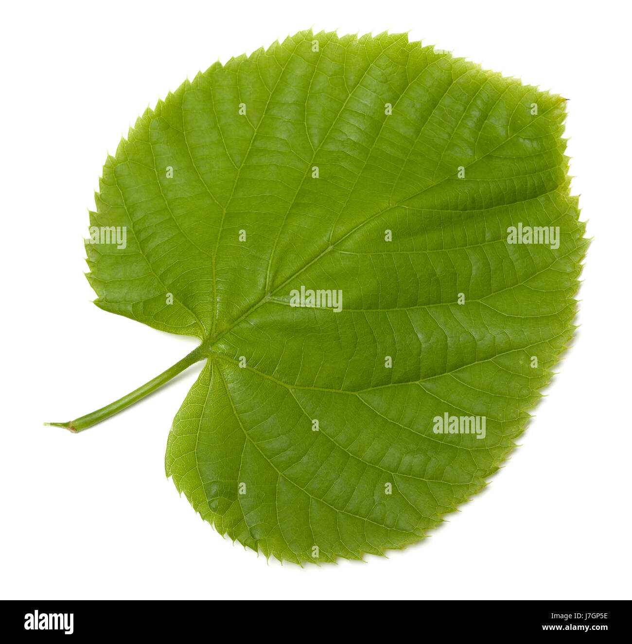 Green linden-tree leaf. Isolated on white background Stock Photo - Alamy