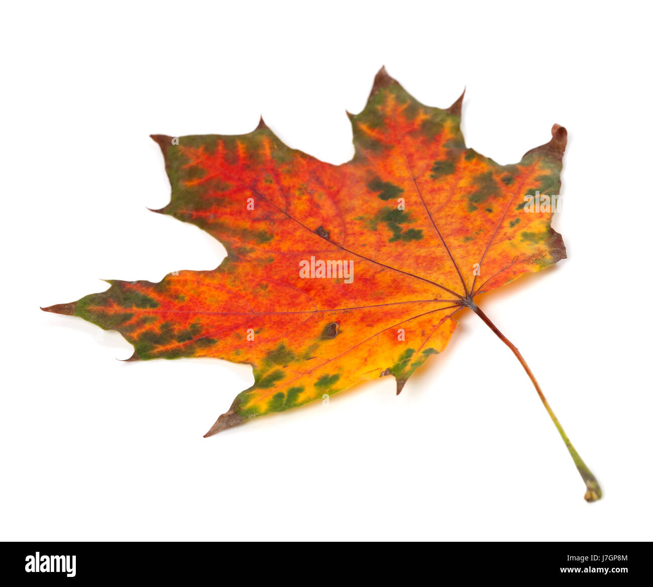 Multicolor autumn maple-leaf isolated on white background. Selective ...