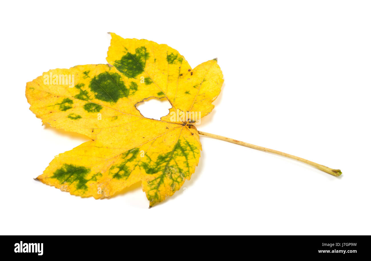 Autumn maple leaf with hole. Isolated on white background. Selective ...