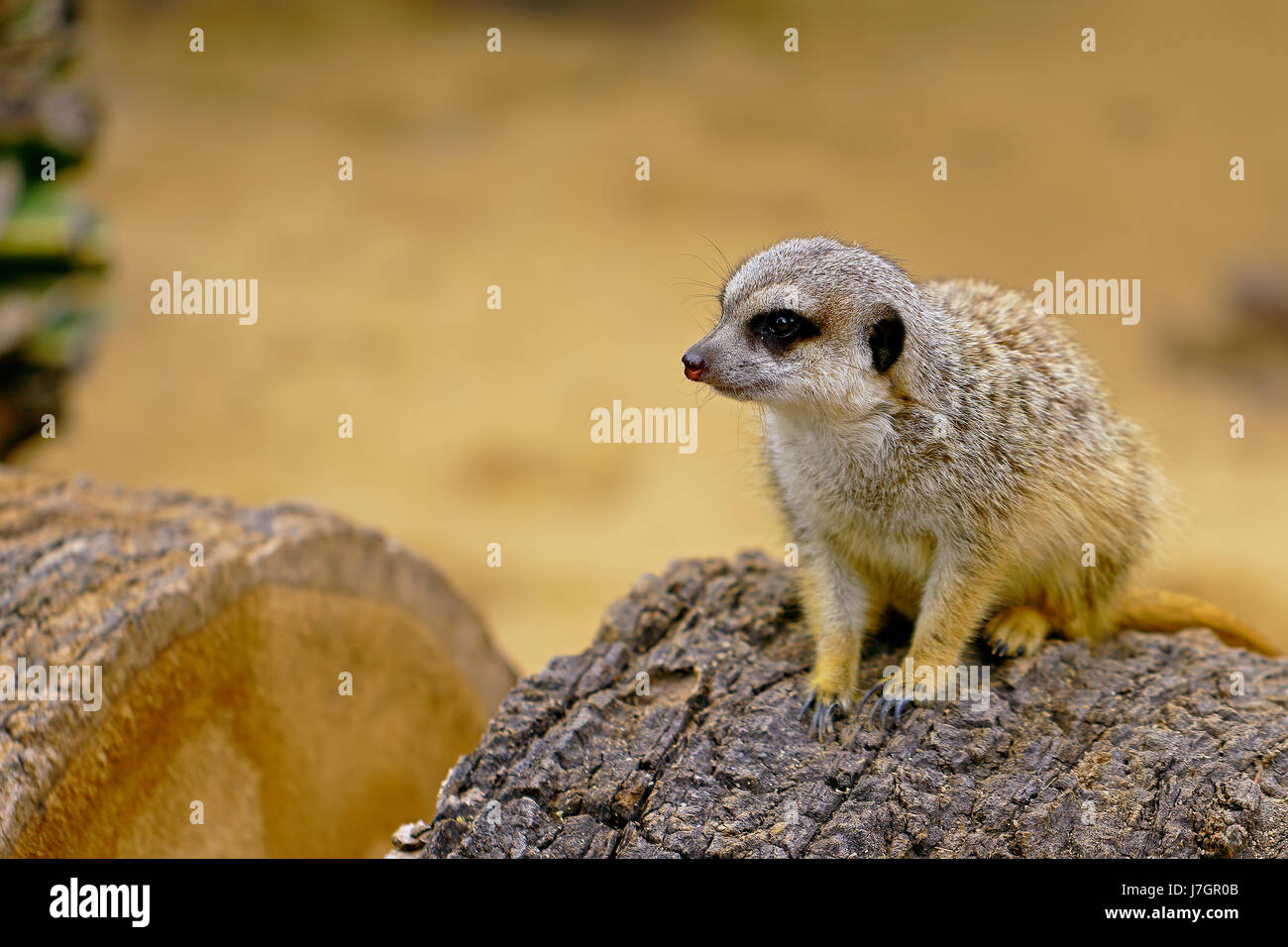 I can see you too Stock Photo - Alamy