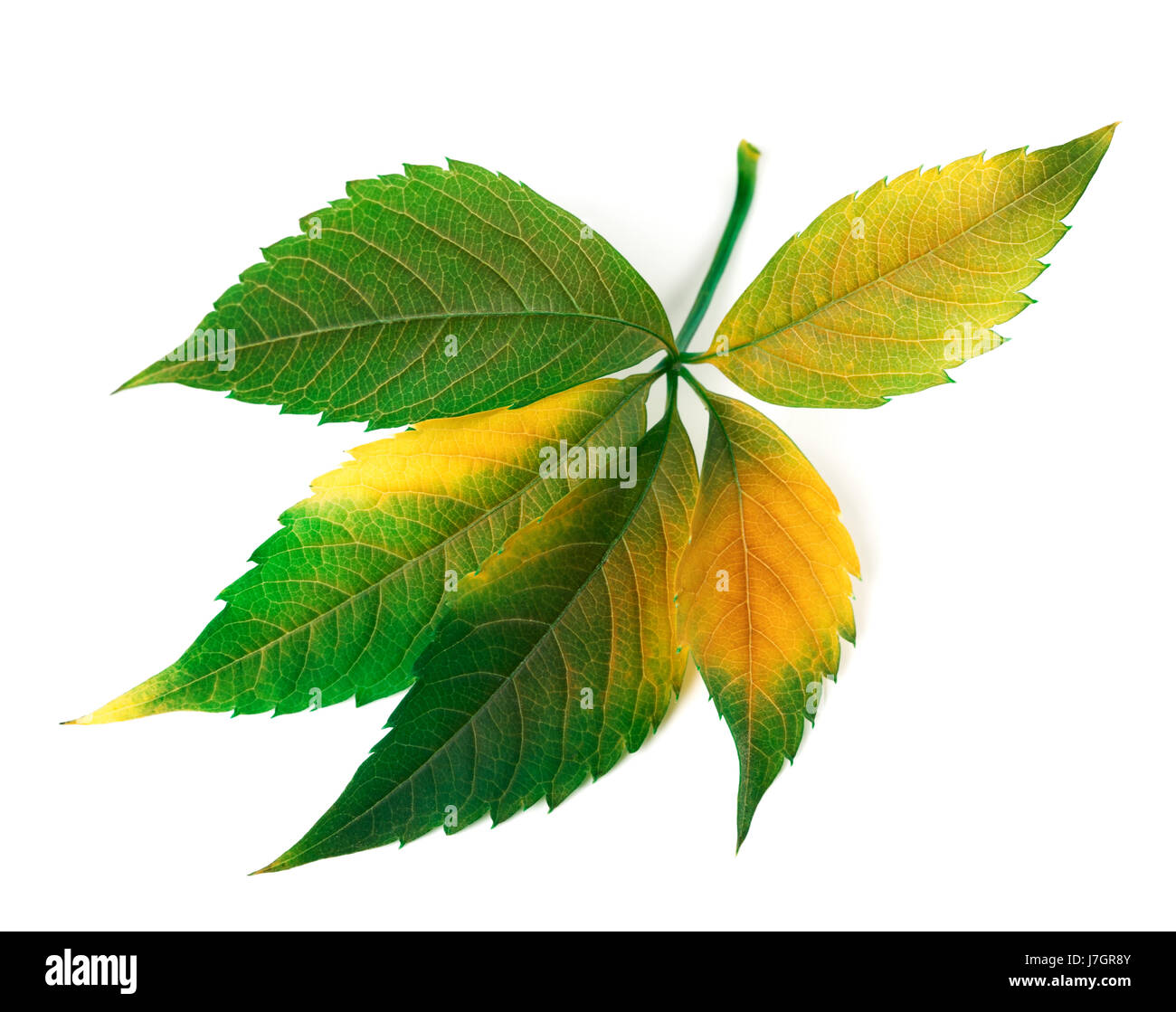 Twisted leaf vine Cut Out Stock Images & Pictures - Alamy