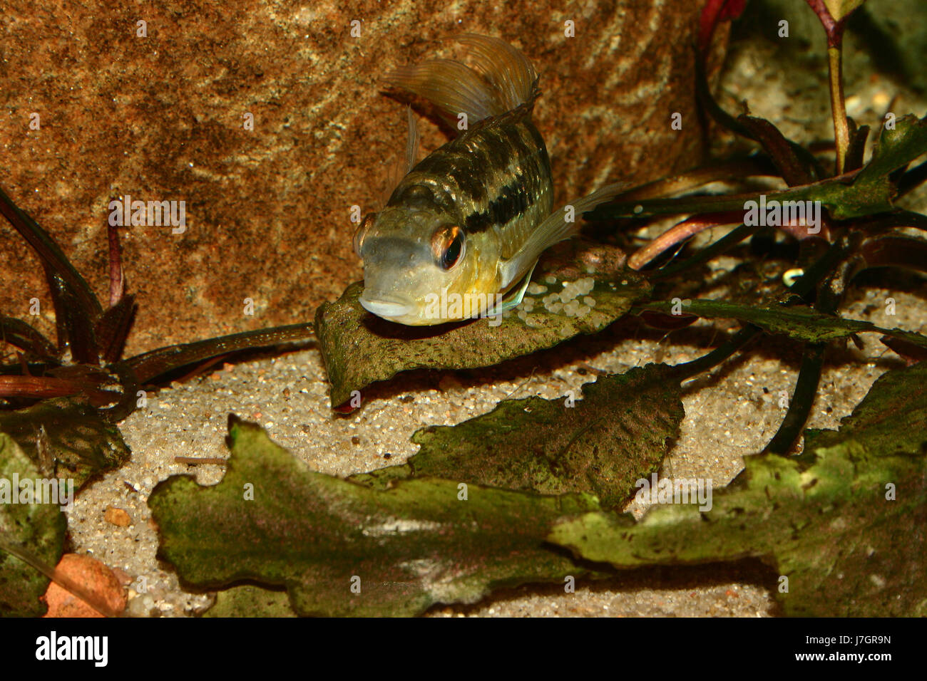 Gray cichlid hi-res stock photography and images - Alamy