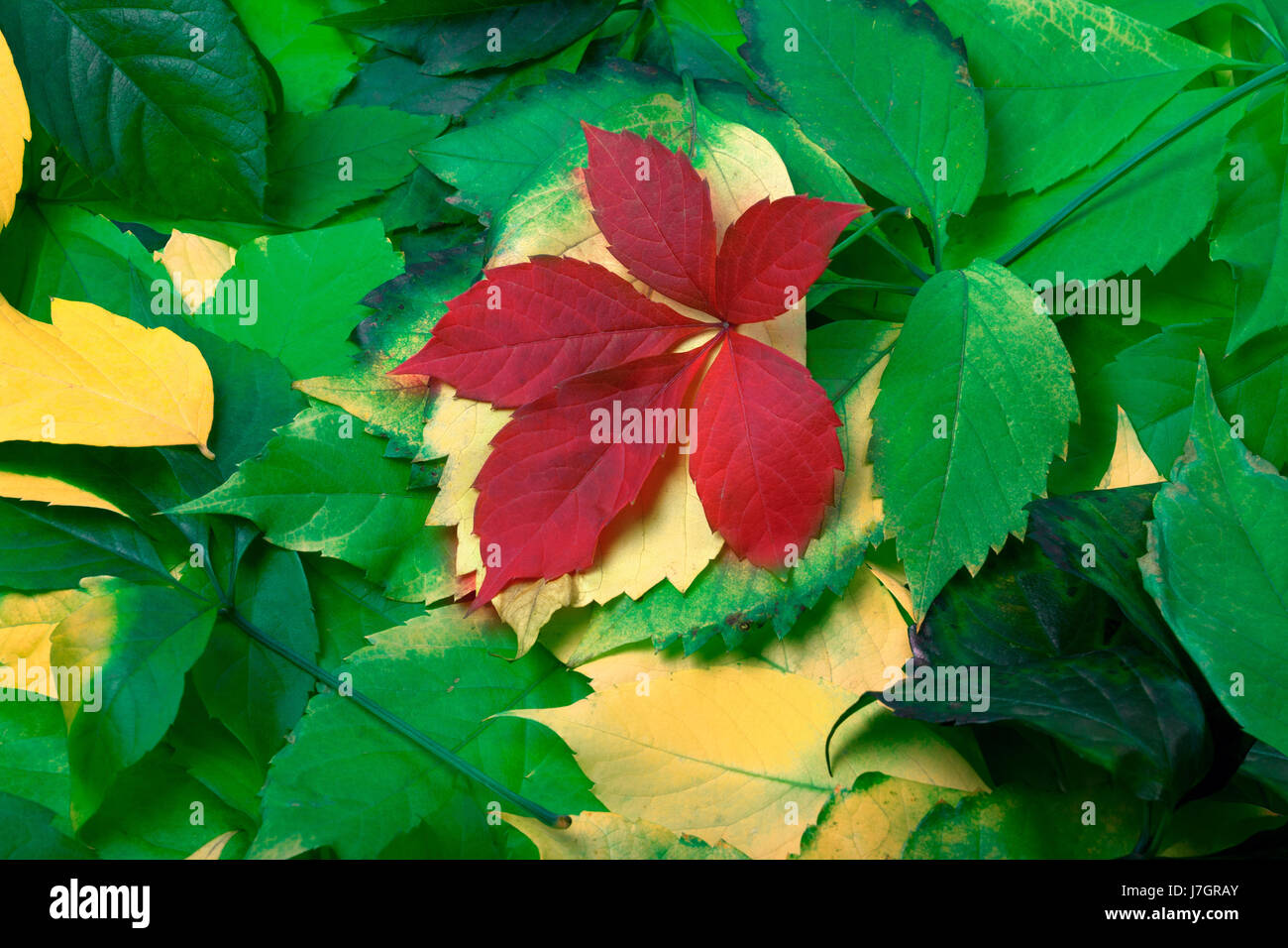 Background of multicolor autumn leafs. Virginia creeper leaves Stock ...