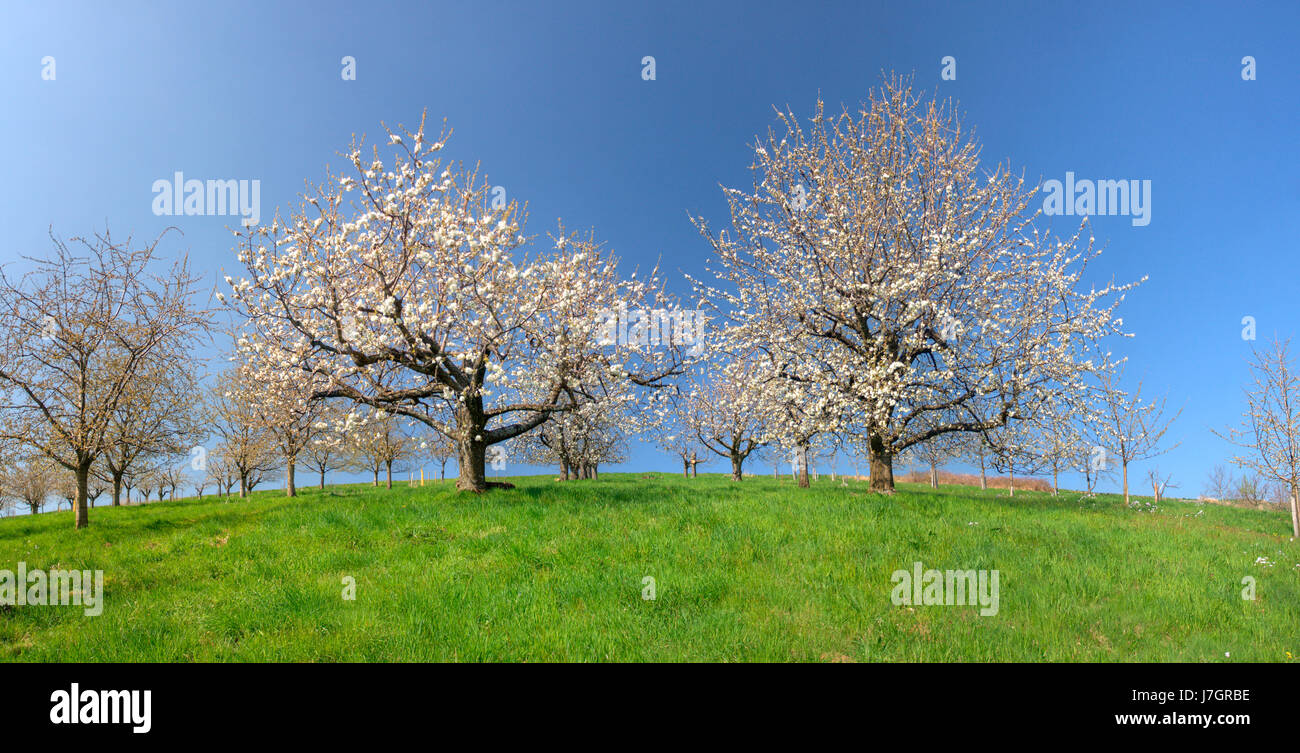 spring cherry blossom day of sunshine nature blue shine shines bright ...