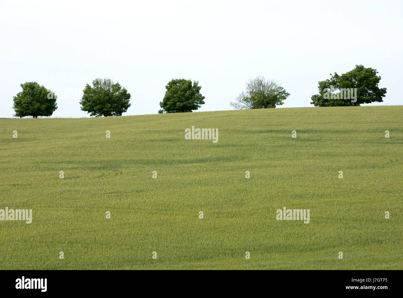 agricultural tree trees hill agriculture farming field australia wheat ...