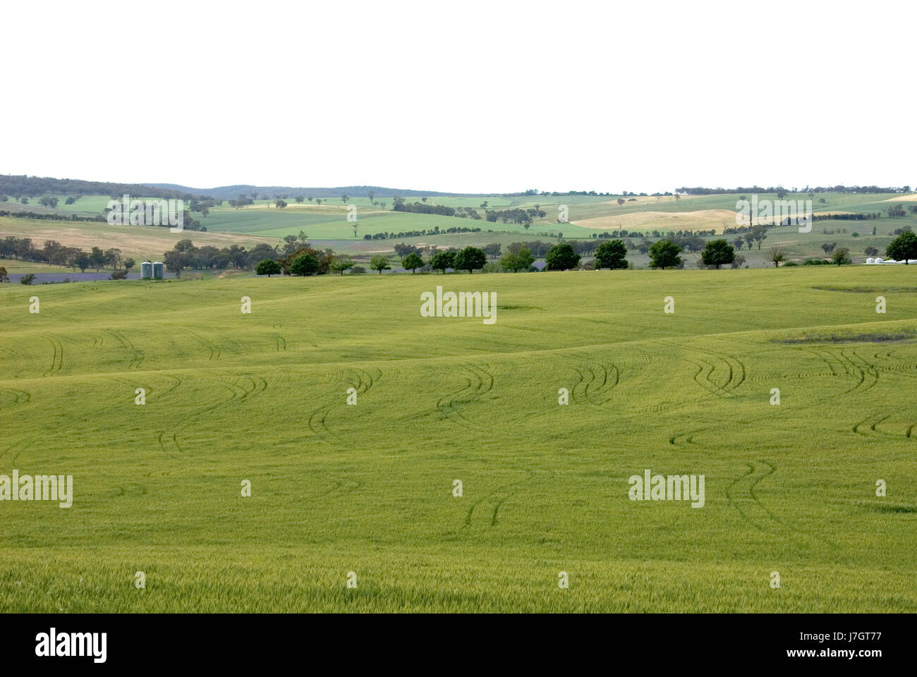 agricultural tree trees agriculture farming field australia wheat farm ...